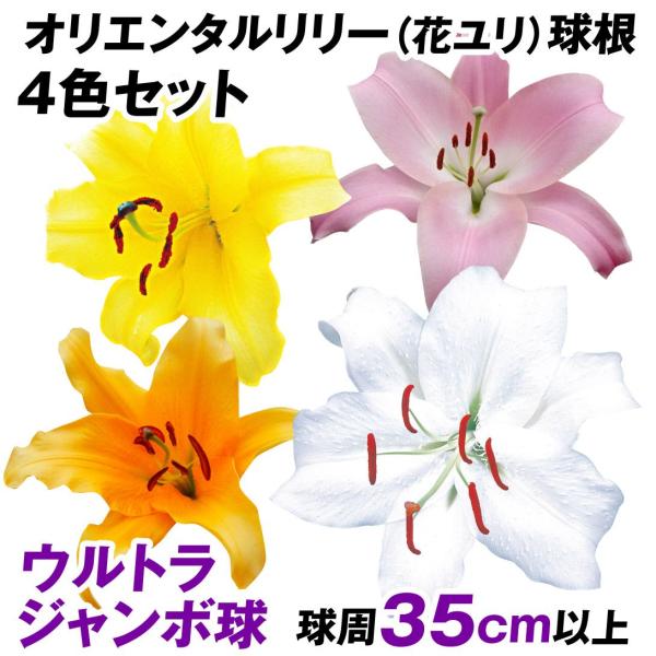 セット内容：カサブランカ・テーブルダンス・バルベルデ・ゴールデンカサブランカ(コンカドール) 各1球●学名・英名：Lilium●商品情報：球周35cm以上と超ビッグサイズの球根でお届け。育てやすく、しっかりとした花が咲きやすい大きな球根です...