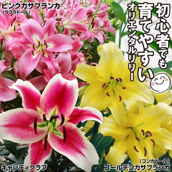 ●セット内容：ゴールデンカサブランカ (コンカドール) 4球ピンクカサブランカ (ラブラドール) 4球キャンディクラブ 4球●学名・英名：Lilium●商品情報：立派な大きな花を咲かせるオリエンタルユリ。芳しい香りも特徴的です。そんなオリエ...