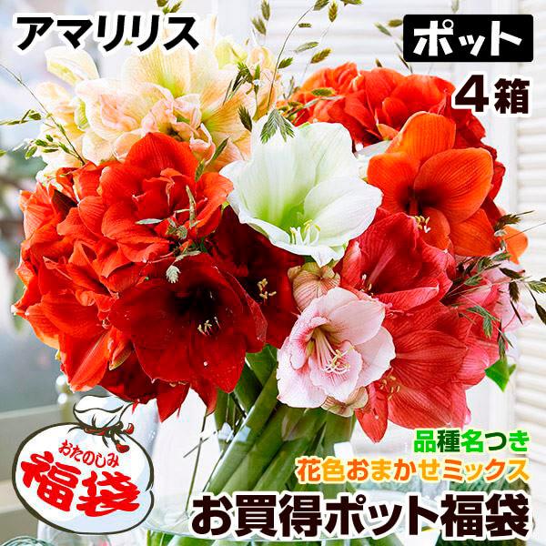 ●学名・英名：Hippeastrum●商品情報：2月から5月に咲くように開花促進処理をしたポット植えアマリリスの球根。お買得な福袋企画です。オリジナルポットに球根を植え付けた状態でお届けします。ギフトボックス入りなので、贈り物にも!! ●お...