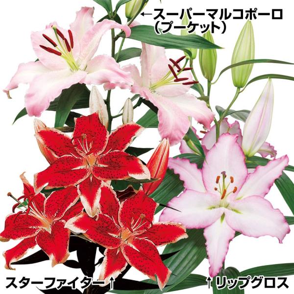 セット内容ソルボンヌ・シベリア・イエローウィン 各4球●学名・英名：Lilium ●商品情報：切花生産で高い人気を誇る切花向きオリエンタルユリ3選。芳香あり。●お届け状態：球根●開花期：6月●草丈：中(80-120cm)●耐寒性：強●日照：...