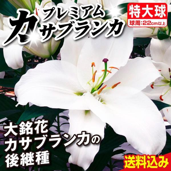 ●学名・英名：Lilium Casablanca●商品情報：良い香りがするオリエンタルユリ。ユリの王様カサブランカの後継品種です。宮崎県の自社農場で大量生産＆徹底管理しており、安さ日本一に挑戦しているお買い得カサブランカシリーズ!! ●お届...