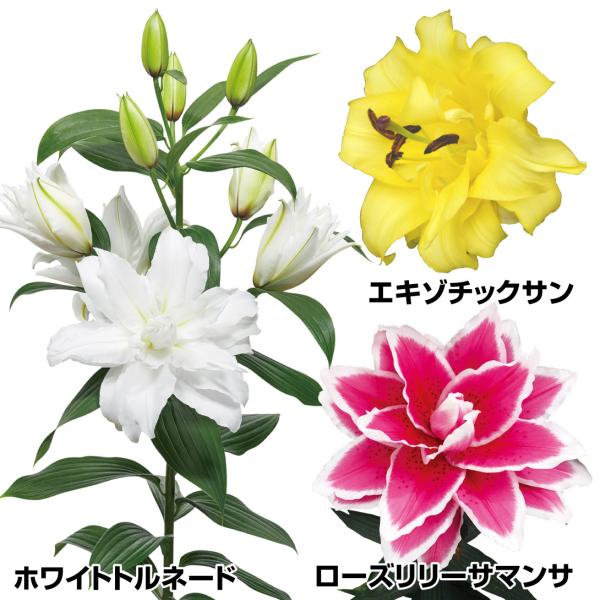 ●セット内容：ホワイトトルネード・エキゾチックサン・ローズリリーサマンサ 各2球 ●学名・英名：Lilium●商品情報：気品溢れる豪華な八重咲きオリエンタルリリーの球根。芳香あり。●お届け状態：球根●開花期：6-7月●草丈：中(80-120...