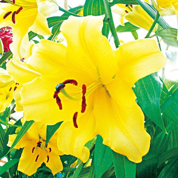 ●学名・英名：Lilium ConcadOr●商品情報：9月に植えて12月頃に咲くように冷凍処理を施したゆりの球根。※栽培には温度管理が必要ですので、露地植えおよび屋外での栽培はできません。●お届け状態：球根●開花期(約)：12月●草丈(約...