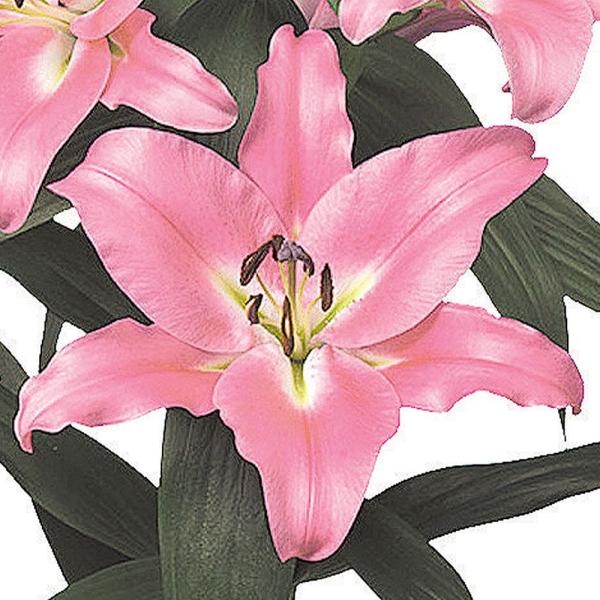 ●学名・英名：Lilium Labrador●商品情報：9月に植えて12月頃に咲くように冷凍処理を施したゆりの球根。※栽培には温度管理が必要ですので、露地植えおよび屋外での栽培はできません。●お届け状態：球根●開花期(約)：12月●草丈(約...
