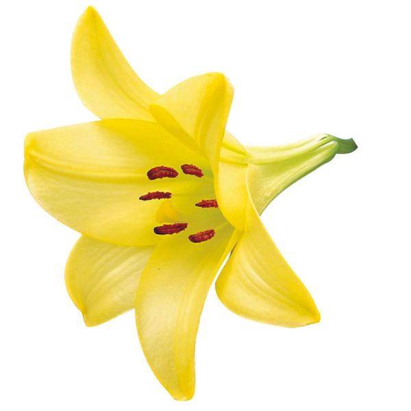 ●学名・英名：Lilium Deliana●商品情報：9月に植えて12月頃に咲くように冷凍処理を施したゆりの球根。※栽培には温度管理が必要ですので、露地植えおよび屋外での栽培はできません。●お届け状態：球根●開花期(約)：12月●草丈(約)...