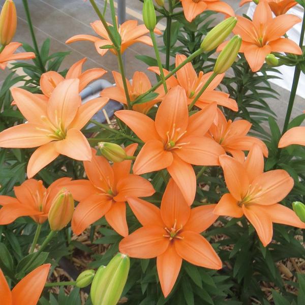 ●学名・英名：Lilium  Orange Cocotte●商品情報：無花粉で育てやすく、小さな花をたくさん咲かせる多花性すかしユリ●お届け状態：球根●開花期：6月●草丈：中(80〜120cm)●耐寒性：強●日照：日なた●栽培適地：庭・鉢・...