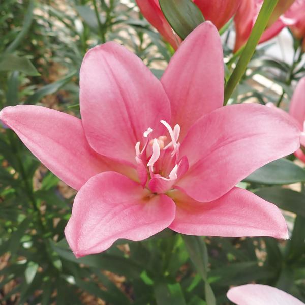 ●学名・英名：Lilium Advendo●商品情報：鮮やかな花色が美しいすかしユリ●お届け状態：球根●開花期：6月●草丈：中(80〜120cm)●耐寒性：強●日照：日なた●栽培適地：庭・鉢・切花●注意事項：※商品画像は開花後のイメージです...