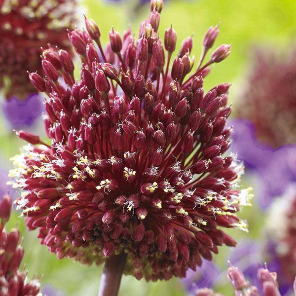 ●学名・英名：Allium amethystinum Red Mohican●商品情報：まさにモヒカンのように、一部がツンツン飛び出す花形がとってもユニークなアリウム!! 花径約5cm。耐寒・耐暑性に優れ、強健で育てやすい。植えっぱなしでも...