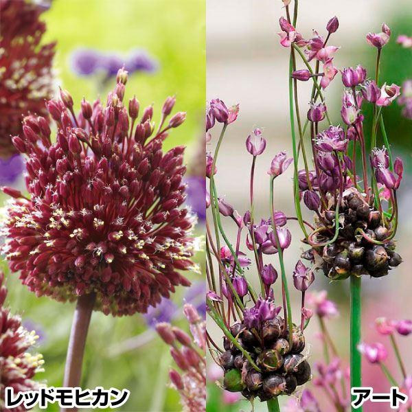 セット内容レッドモヒカン 3球、アート 10球●学名・英名：Allium●商品情報：花形がとってもユニークな小輪アリウムのセット。植えっぱなし栽培可能です。高温多湿に弱いため、水はけの良い砂質土壌の涼しい環境で管理してください。ヒガンバナ科...