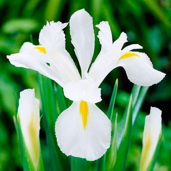 ●学名・英名：Iris x hollandica●商品情報：ダッチアイリスは花もちの良さで大人気!! 切花にオススメ。アヤメ科。●お届け状態：球根 (球周:約7cm)●開花期(約)：4-6月●草丈(約)：40-60cm●耐寒性：中 ※冬は霜...