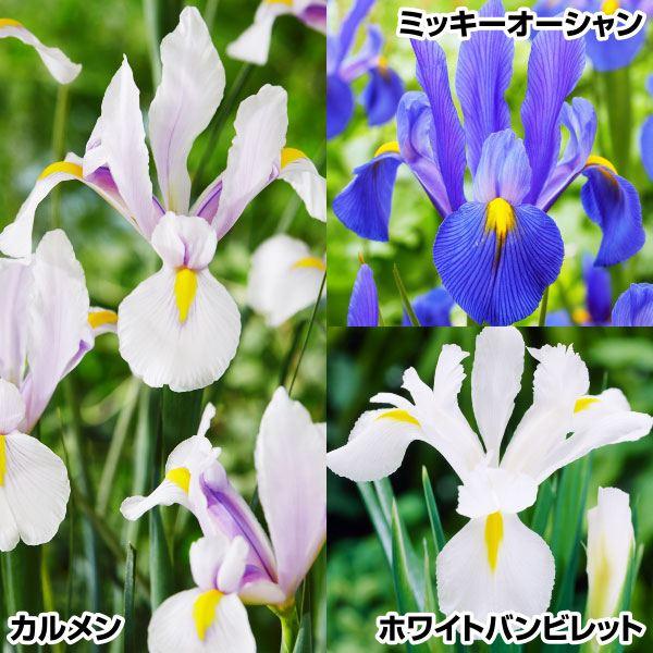 セット内容カーメン・ミッキーオーシャン・ホワイトバンビレット 各10球●学名・英名：Iris x hollandica●商品情報：ダッチアイリスは花もちの良さで大人気。 切花にもオススメ。アヤメ科。●お届け状態：球根 (球周:約7cm)●開...