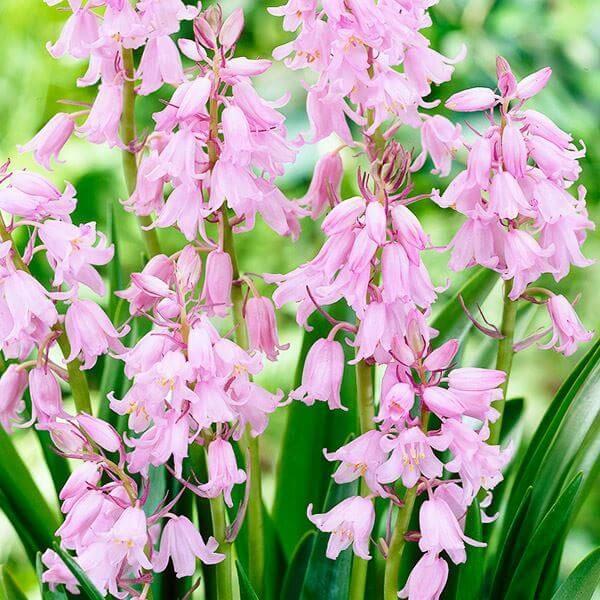 ●学名・英名：Hyacinthoides hispanica (Scilla campanulata)●商品情報：植えっぱなしOK!! 可憐なベル形花。性質は強健で育てやすい。クサスギカズラ科。別名：シラー・カンパニュラータ、ヒヤシンソイデ...