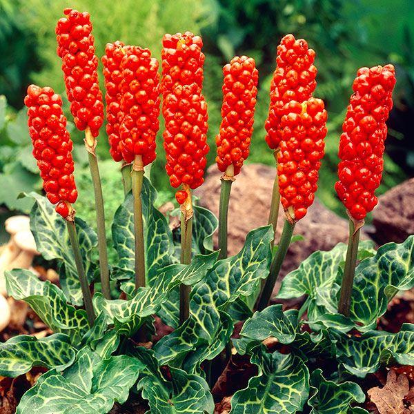 ●学名・英名：Arum italicum●商品情報：初夏頃にミズバショウに似た花を咲かせ、晩夏には真っ赤な実をびっしりとつけるユニークな植物。サトイモ科。●お届け状態：球根 (開花見込みサイズ)●開花期(約)：4-6月●草丈(約)：10-3...