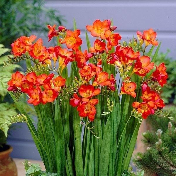 ●学名・英名：Freesia●商品情報：フリージアは香り高く切花としても人気!! つぼみが咲き進み、長くお花を楽しめます。アヤメ科。●お届け状態：球根 (開花見込みサイズ)※他の花色とサイズが異なる場合があります。●開花期(約)：3-5月※...