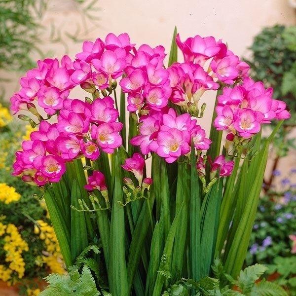 ●学名・英名：Freesia●商品情報：フリージアは香り高く切花としても人気!! つぼみが咲き進み、長くお花を楽しめます。アヤメ科。●お届け状態：球根 (開花見込みサイズ)※他の花色とサイズが異なる場合があります。●開花期(約)：3-5月※...