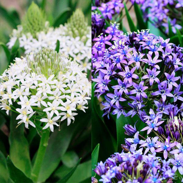 セット内容ペルビアナ青・白 各2球●学名・英名：Scilla peruviana●商品情報：小花がギュッと集まって咲くシラーの球根。シラーのなかではやや大型になる種。別名「オオツルボ」。●お届け状態：球根（球周：約14cm）●開花期(約)：...