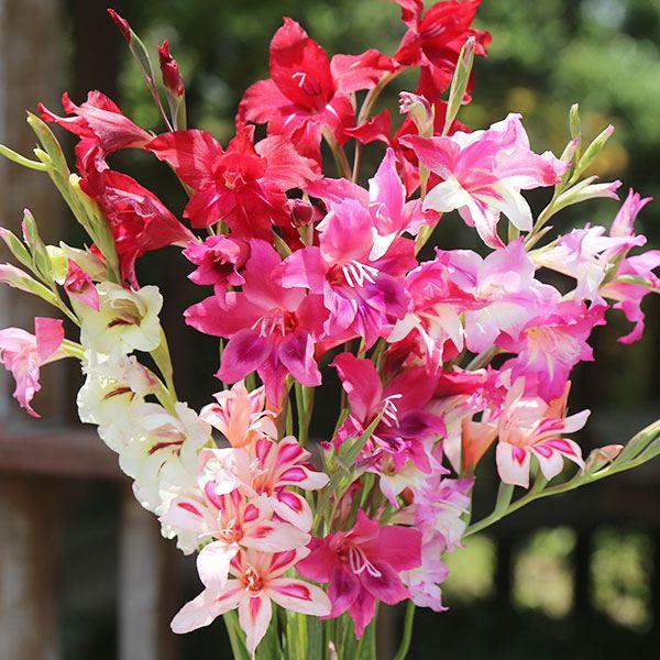 ●学名・英名：Gladiolus●商品情報：秋に植えて春に咲く早咲きグラジオラス。アヤメ科。南アフリカ、ケープ地方原産。●お届け状態：球根 (開花見込みサイズ)●開花期(約)：4-6月●草丈(約)：40-60cm●耐寒性：中 ※冬は霜除けが...