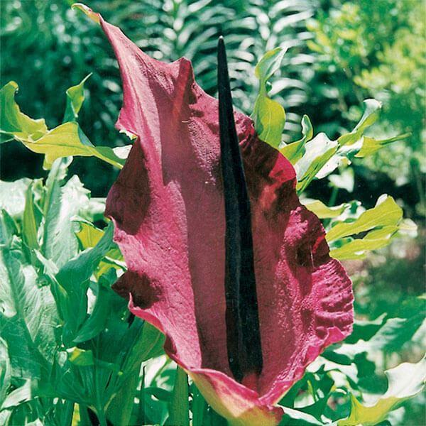 ●学名・英名：Dracunculus vulgaris●商品情報：独特な花を咲かせる大型植物。仏炎苞は30cm以上にもなる大型で、ハエなどを引き寄せる悪臭を放ちます。サトイモ科。乾燥地を好み、過湿では腐りやすいので、鉢植えがおすすめです。※...