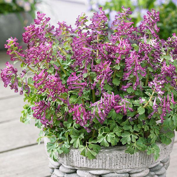 ●学名・英名：Corydalis solida Purple Bird●商品情報：コリダリスは和洋どちらでも合う花姿で人々を魅了します。ヒマラヤ山脈の高山帯に生えていることから、ヒマラヤエンゴサクとも呼ばれます。ケシ科。暑さにやや弱く冷涼な...