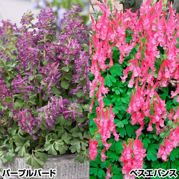 セット内容：パープルバード・ベスエバンス 各5球●学名・英名：Corydalis solida●商品情報：コリダリスは和洋どちらでも合う花姿で人々を魅了します。ヒマラヤ山脈の高山帯に生えていることから、ヒマラヤエンゴサクとも呼ばれます。ケシ...