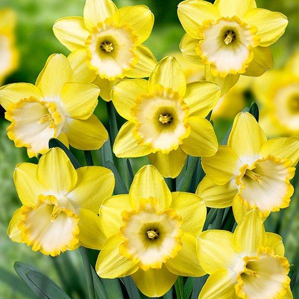 ●学名・英名：Narcissus Alexis Beauty●商品情報：鮮やかな黄色の花弁にピーチオレンジの縁取りが入るカップが映える見ごたえあるカップ咲水仙。スイセンは育てやすく、植えっぱなしでも栽培でき、初心者にもおすすめです。●分類：...