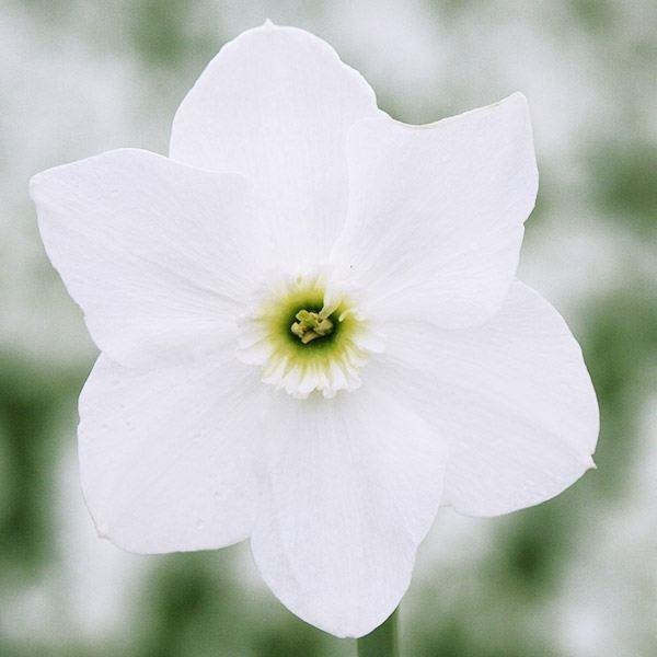 ●学名・英名：Narcissus Dallas●商品情報：清楚な純白水仙。香りが良く、遅咲きです。スイセンは育てやすく、植えっぱなしでも栽培でき、初心者にもおすすめです。●分類：3 W-GWW-Small Cupped●お届け状態：球根●開...