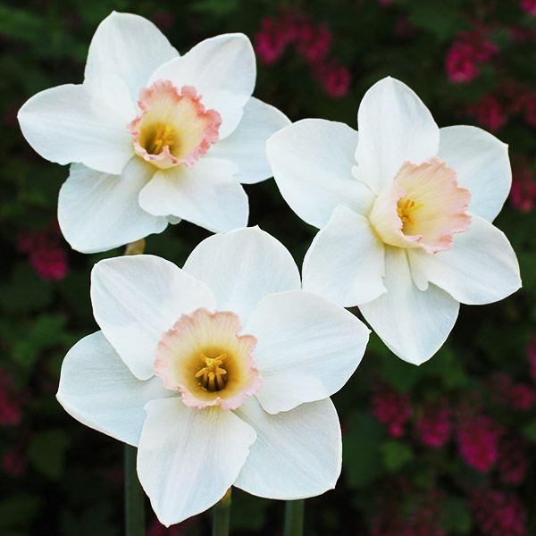 ●学名・英名：Narcissus Royal China●商品情報：白花弁にコーラルピンクのカップがキュートなピンク水仙。スイセンは育てやすく、植えっぱなしでも栽培でき、初心者にもおすすめです。●分類：2 W-WWP-Large Cuppe...