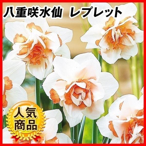 ●学名・英名：Narcissus Replete●商品情報：白弁と可愛いフリルを持ったサーモンピンクの花弁が重なる、八重咲の巨大水仙。人気!スイセンは育てやすく、植えっぱなしでも栽培でき、初心者にもおすすめです。●分類：4 W-P Doub...