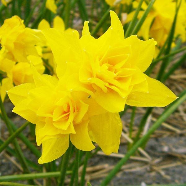 ●学名・英名：Narcissus Double Campernelle●商品情報：鮮やかな黄色の花弁が重なる八重咲き水仙。スイセンは育てやすく、植えっぱなしでも栽培でき、初心者にもおすすめです。●分類：4 Y-Y double Daffod...
