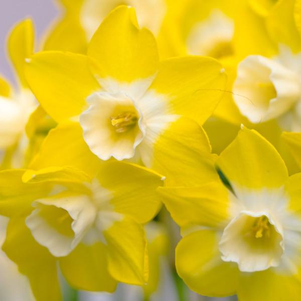 ●学名・英名：Narcissus Pipit●商品情報：黄花弁に白色のカップが愛らしい香り水仙。房咲きのミニ水仙。スイセンは育てやすく、植えっぱなしでも栽培でき、初心者にもおすすめです。●分類：7 YYW-W Jonquilla and A...