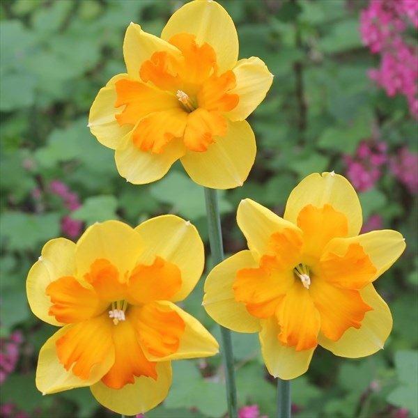 ●学名・英名：Narcissus Congress●商品情報：存在感抜群のバタフライ咲き水仙。スイセンは育てやすく、植えっぱなしでも栽培でき、初心者にもおすすめです●分類：11a Y-O Split-Cupped Collar●お届け状態：...