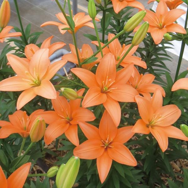 ●学名・英名：Lilium Orange Cocotte●商品情報：無花粉で育てやすく、小さな花をたくさん咲かせる多花性すかしユリ●お届け状態：球根●開花期：6月●草丈：中(80〜120cm)●耐寒性：強●日照：日なた●栽培適地：庭・鉢・切...