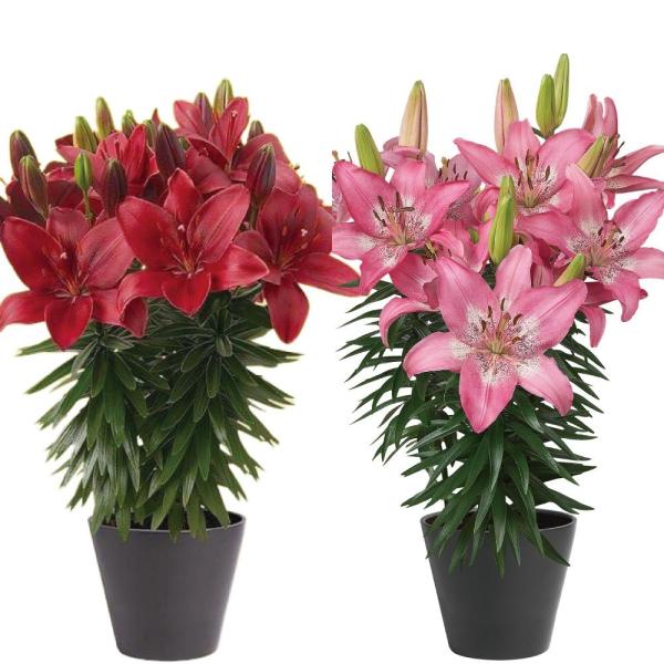 ●セット内容：トレンディハバナ・トレンディニコシア 各8球●学名・英名：Lilium●商品情報：草丈低くコンパクトなので鉢植え栽培に適するすかしユリ。ベランダ栽培にもぴったり!●お届け状態：球根●開花期：6月●草丈：トレンディハバナ：30-...