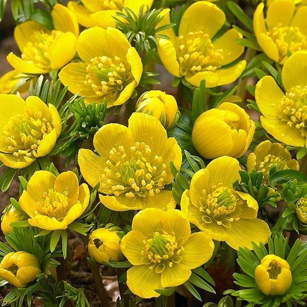 ●学名・英名：Eranthis cilicica●商品情報：旧暦の節分の頃に艶やかな小さな黄花を咲かせる黄花節分草。耐寒性があり丈夫。キンポウゲ科セツブンソウ属。原産はアジア南西部。●お届け状態：球根 (小球性)●開花期(約)：2-3月●草...