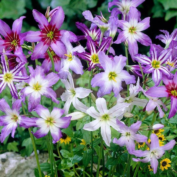 ●学名・英名：Leucocoryne●商品情報：爽やかなブルー系の花を咲かせ、切花アレンジに大活躍。甘い香りも特徴のリューココリーネのミックス。ヒガンバナ科。原産地は南米、チリのアンデス山系。●お届け状態：球根 (小球性)●開花期(約)：4...