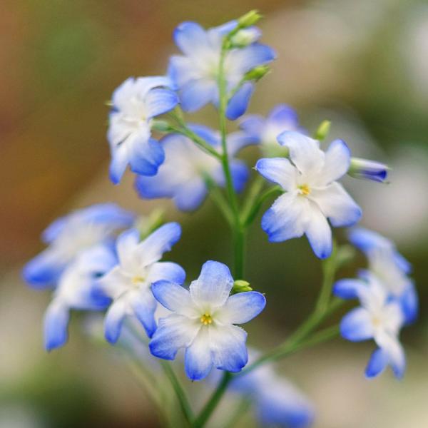 ●学名・英名：Zephyra elegans●商品情報：美しい花色と良い香りが魅力的なゼフィラ。テコフィレア科。原産地は南米のチリ。自生地でも珍しい希少種です。●お届け状態：球根 (小球性)●開花期(約)：4-5月●草丈(約)：15-30c...