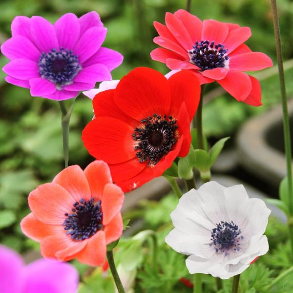 ●学名・英名：Anemone x fulgens●商品情報：小型の原種系アネモネ。キンポウゲ科。原産地は地中海沿岸地域。fulgensには「輝く」「光沢のある」といった意味があります。花色豊富な原種アネモネ「フルゲンス」のミックス。春を彩り...