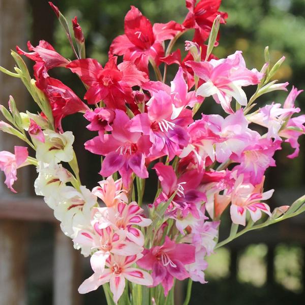●学名・英名：Gladiolus●商品情報：秋に植えて春に咲く早咲きグラジオラス。可憐で美しい花姿が特徴的。高性なので切花に最適です。アヤメ科。南アフリカ、ケープ地方原産。●お届け状態：球根 (小球性)●開花期(約)：3-5月●草丈(約)：...