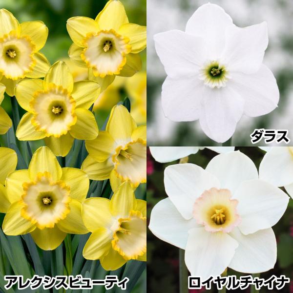 ●セット内容：ロイヤルチャイナ2球・アレクシスビューティ3球・ダラス2球●学名・英名：Narcissus ●商品情報：スイセンは育てやすく、植えっぱなしでも栽培でき、初心者にもおすすめです。●お届け状態：球根●開花期(約)：アレクシスビュー...