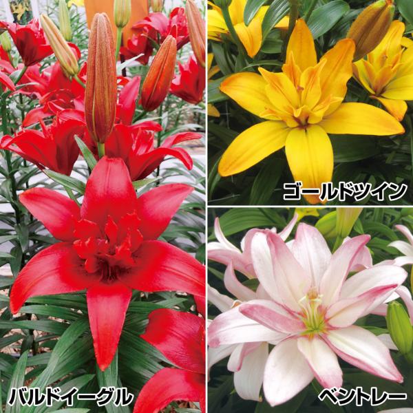●セット内容：バルドイーグル・ゴールドツイン・ベントレー 各4球●学名・英名：Lilium ●商品情報：華やかな八重咲すかしユリのセット。●お届け状態：球根●開花期：6月●草丈：中(80〜120cm)●耐寒性：強●日照：日なた●栽培適地：庭...