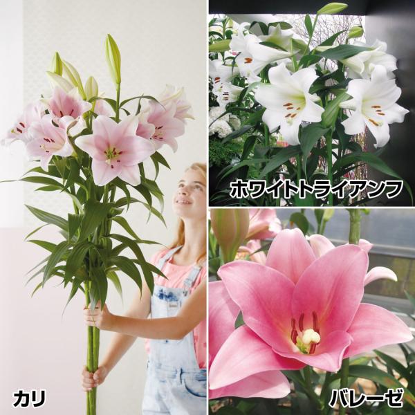 ●セット内容；ホワイトトライアンフ・バレーゼ・カリ 各4球●学名・英名：Lilium ●商品情報：迫力の巨大輪の鉄砲ユリを集めたセット。良い香りがします。●お届け状態：球根●開花期：6月●草丈：80〜120cm●耐寒性：強●日照：日向・半日...