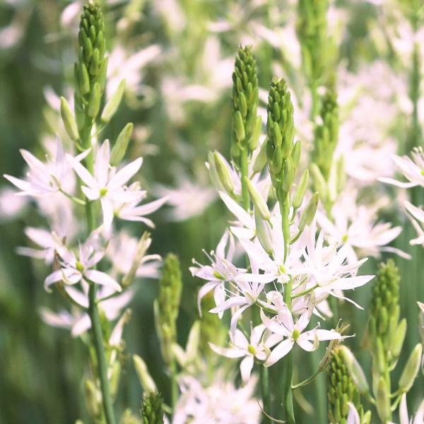 ●学名・英名：Camassia quamash●商品情報：すらりとした花茎に星のような形をした白花をさかせるカマシアの球根。クサスギカズラ科。耐寒・耐暑性があり丈夫で育てやすい。●お届け状態：球根 (小球性)●開花期(約)：4-6月●草丈(...