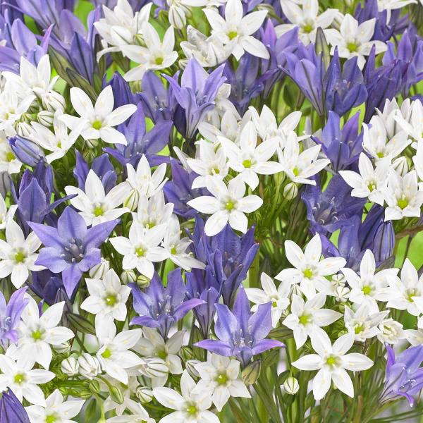 セット内容ヒヤシンシア・コリーナ 各10球●学名・英名：Triteleia laxa Foxy●商品情報：爽やかな色合いで人気のトリテレイア。丈夫で育てやすく、植えっぱなしOK!! 切花にもおすすめ。以前はブロディアエア属に含まれていました...