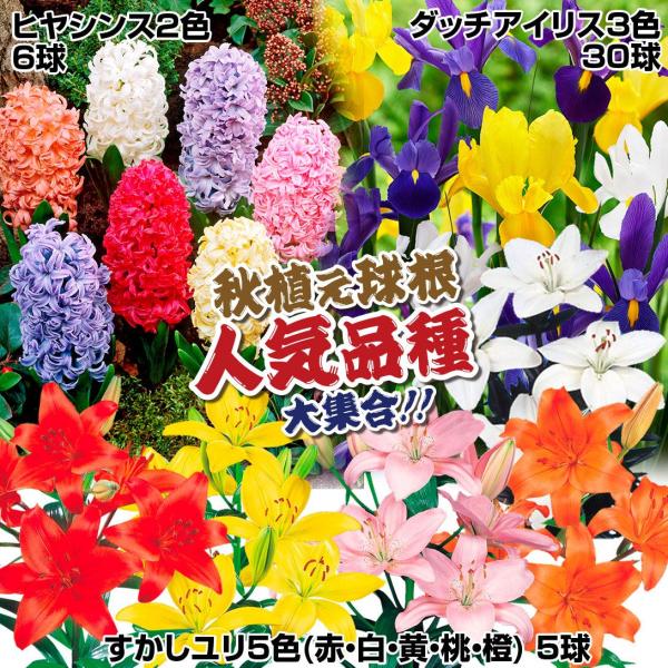 セット内容ヒヤシンス2色ミックス 6球すかしユリ5色(赤・白・黄・桃・橙) 5球ダッチアイリス3色(紫・白・黄) 30球●商品情報：春から初夏まで順番に楽しめる秋植え球根セット。●お届け状態：球根 (開花見込みサイズ)●開花期(約)：ヒヤシ...
