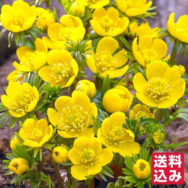 ●学名・英名：Eranthis cilicica●商品情報：旧暦の節分の頃に艶やかな小さな黄花を咲かせる黄花節分草。耐寒性があり丈夫。キンポウゲ科セツブンソウ属。原産はアジア南西部。送料込みのゆうパケットでお届けします。●お届け状態：球根 ...