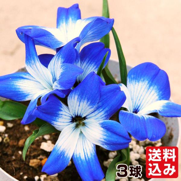 ●学名・英名：Tecophilaea cyanocrocus●商品情報：海外で大人気!! 日本ではまだまだ珍しく、入手も難しい幻のテコフィラエア。鮮やかな青は心を奪われるほど美しい。「アンデスの青い宝石」と称されます。チリのアンデス山脈など...