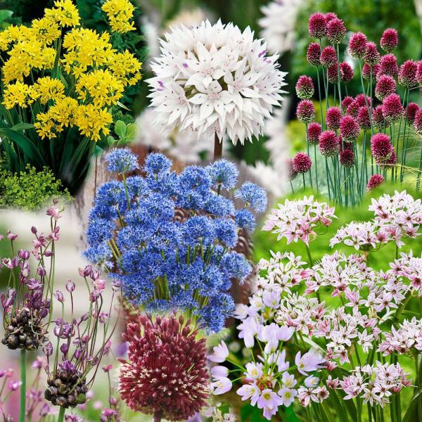 ●学名・英名：Allium●商品情報：耐寒・耐暑性に優れ、強健で育てやすい。植えっぱなしでも毎年開花します。高温多湿に弱いため、水はけの良い砂質土壌の涼しい環境で管理してください。ヒガンバナ科。今季取り扱いのアリウムの中から、無選別・名称な...