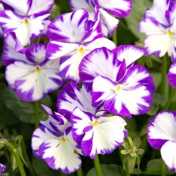 ●商品情報：夏越し可能な宿根ビオラ。特長的な絞り咲きで、外側から青・白・黄色のコントラストが絶妙。　　　　　　株のまとまりもよく、秋に返り咲きすることも。   ●お届け状態：9cmポット苗   ●分類：多年草   ●開花期：春〜秋   ●草...