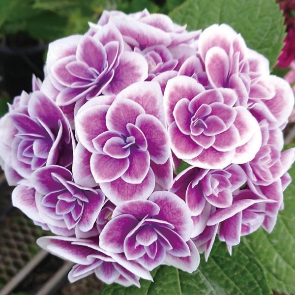 ●商品情報：丸みのある花弁が可愛らしい八重の手まり咲き。白縁が入る花色が見事です!登録品種：天帝☆この商品は、10月下旬〜発送開始の秋の予約苗です。●お届け状態：挿木1〜2年生ポット苗(樹高約5〜20cm)●分類：落葉樹●開花期：5〜7月●...