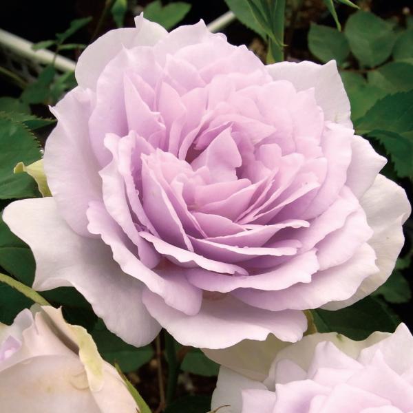●商品情報：紫に淡く色づく上品な花姿が美しい。ブルー系独特の香り。☆この商品は、10月下旬〜発送開始の秋の予約苗です。●お届け状態：大苗：接木1年生根巻苗●分類：落葉樹●開花期：四季咲：春〜秋に開花●花径(約)：7〜8cm●生長後の樹高(約...